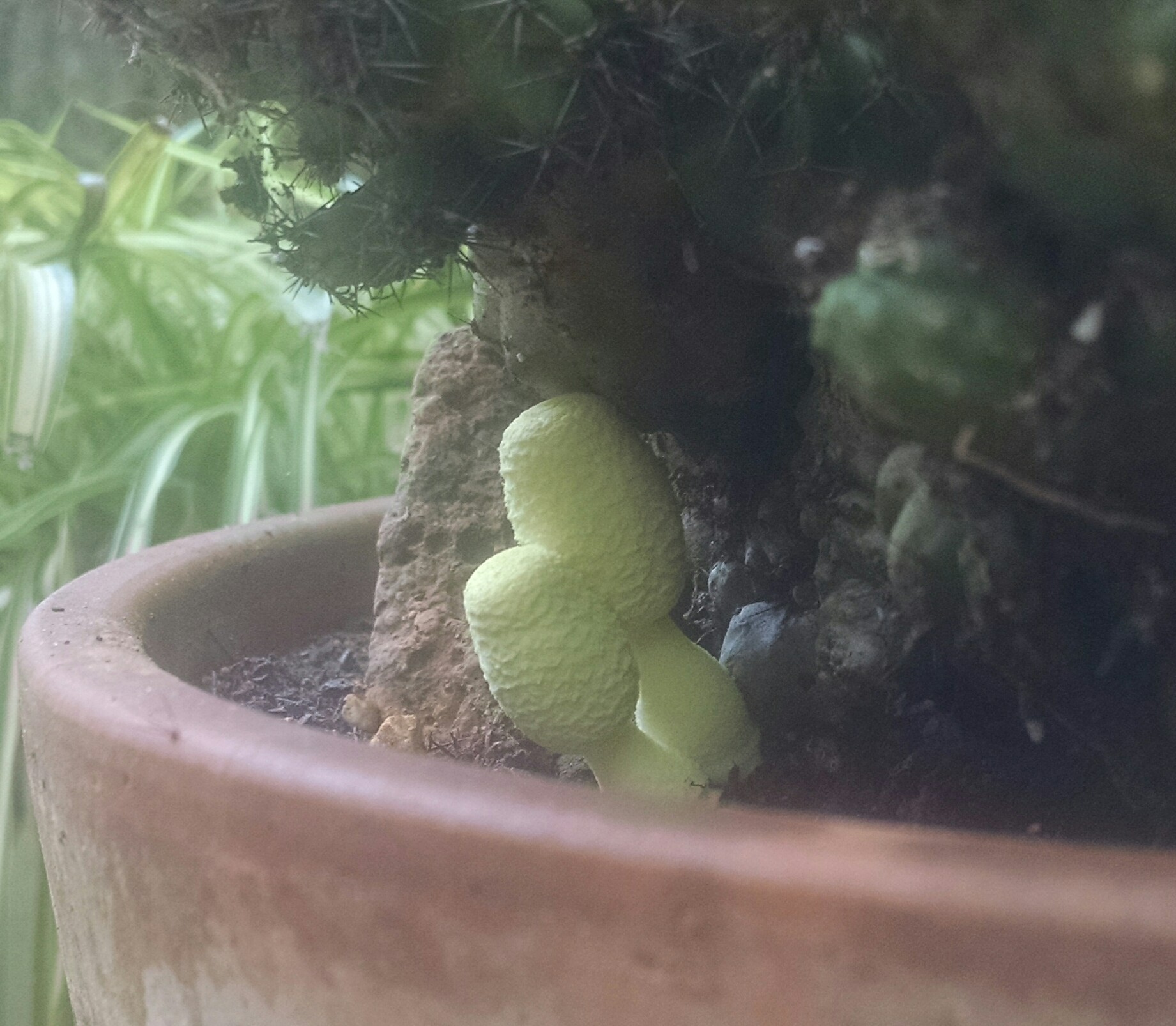 A Picture and a Poem – Faith & Fungi